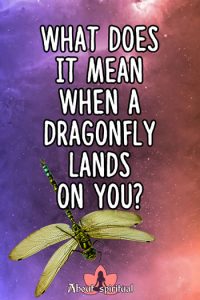 What Does It Mean When A Dragonfly Lands On You? 9 Symbolic Meanings ...