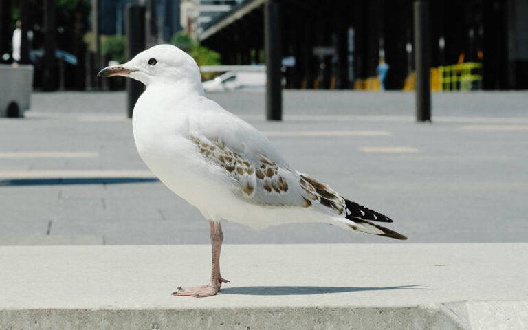 Animals That Represent Love: 28 Adorable Symbols (Pictures) - About ...