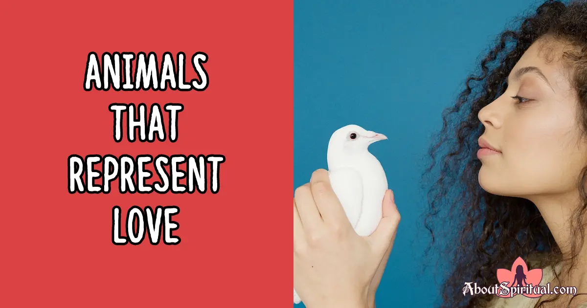 Animals That Represent Love: 28 Adorable Symbols (Pictures) - About ...