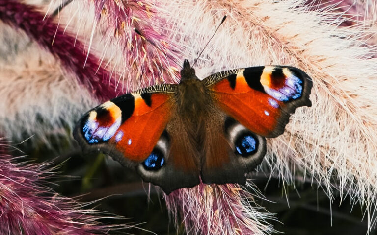 Animals That Represent Freedom: A List of 19 Majestic Creatures - About ...