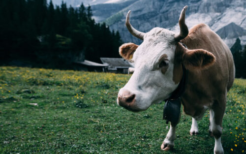 Animals That Represent Love: 28 Adorable Symbols (Pictures) - About ...