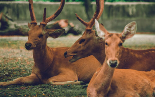 Animal Symbolism: From Ancient Wisdom to Modern Interpretations - About ...