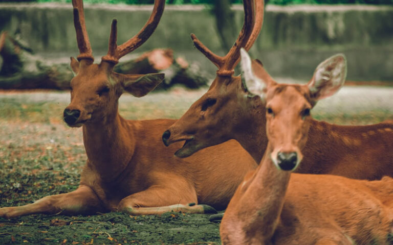 Animals That Represent Passed Loved Ones - About Spiritual