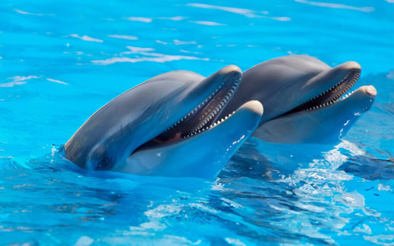 Animals That Represent Freedom: A List of 19 Majestic Creatures - About ...