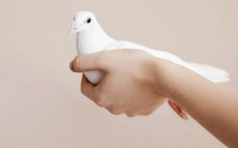 23 Animals That Represent Peace: Finding Solace in the Animal Kingdom ...