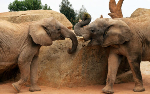 Animals That Represent Love: 28 Adorable Symbols (Pictures) - About ...