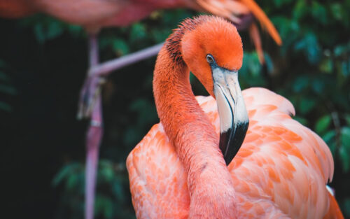 Animals That Represent Love: 28 Adorable Symbols (Pictures) - About ...