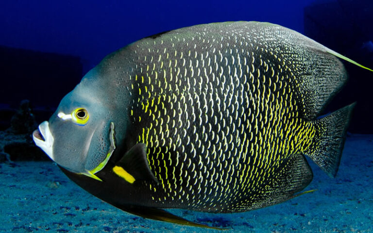 Animals That Represent Love: 28 Adorable Symbols (Pictures) - About ...