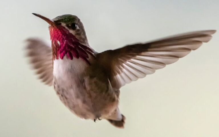 16 Birds That Represent Freedom: Exploring the Meaning Behind Their ...