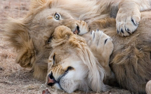 Animals That Represent Love: 28 Adorable Symbols (Pictures) - About ...