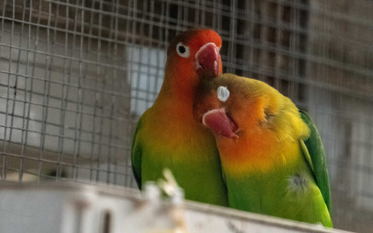 Animals That Represent Love: 28 Adorable Symbols (Pictures) - About ...