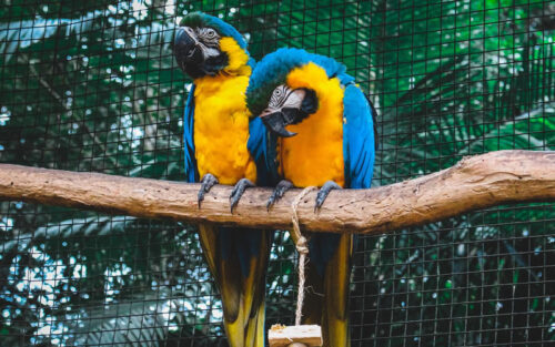 Animals That Represent Love: 28 Adorable Symbols (Pictures) - About ...