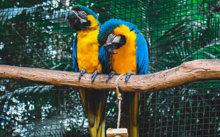 Animals That Represent Love: 28 Adorable Symbols (Pictures) - About ...