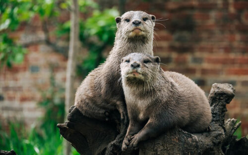 Animals That Represent Love: 28 Adorable Symbols (Pictures) - About ...