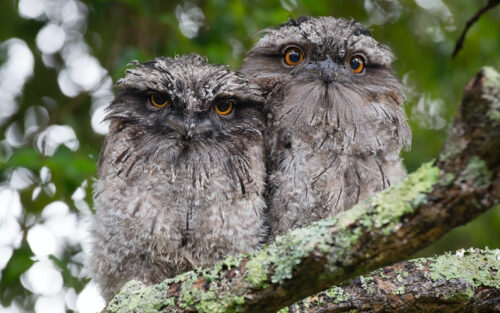 Animals That Represent Love: 28 Adorable Symbols (Pictures) - About ...