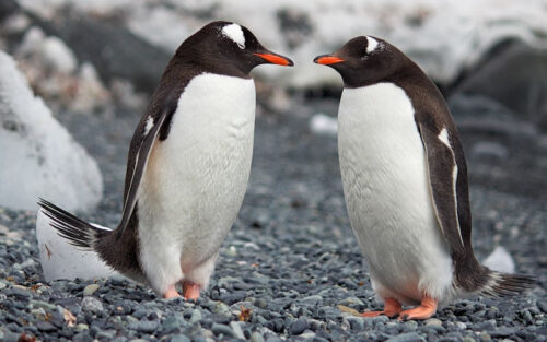 Animals That Represent Resilience: The Unbreakable Spirit of Wildlife ...