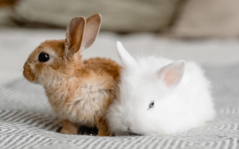 Animal Symbolism: From Ancient Wisdom to Modern Interpretations - About ...