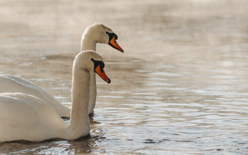 23 Animals That Represent Peace: Finding Solace in the Animal Kingdom ...