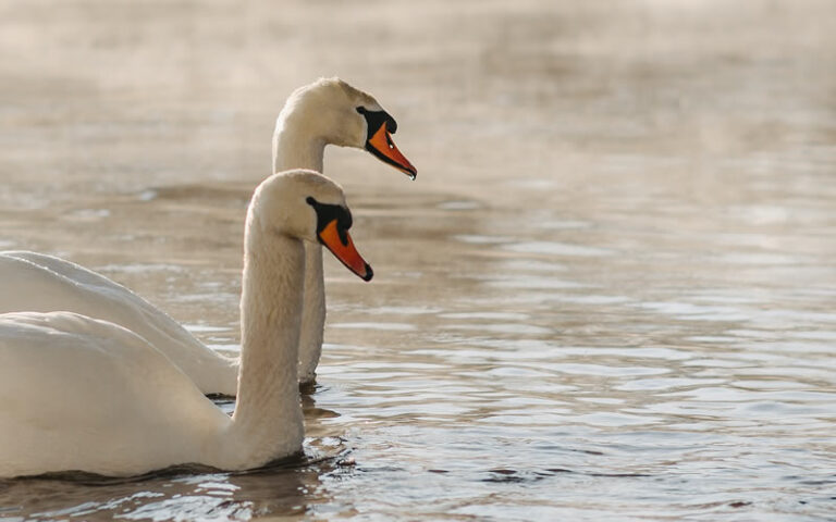 Animals That Represent Love: 28 Adorable Symbols (Pictures) - About ...