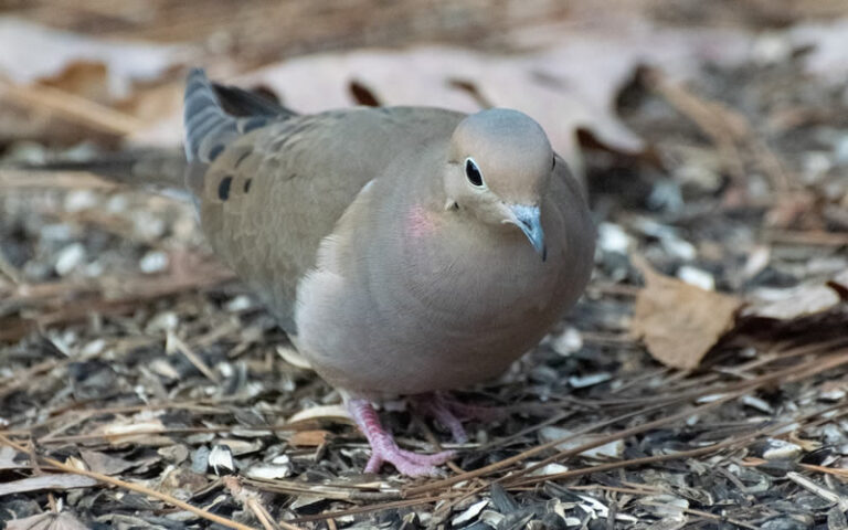 Animals That Represent Love: 28 Adorable Symbols (Pictures) - About ...