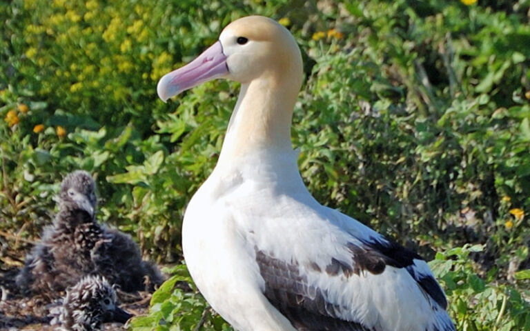 16 Birds That Represent Freedom: Exploring the Meaning Behind Their ...