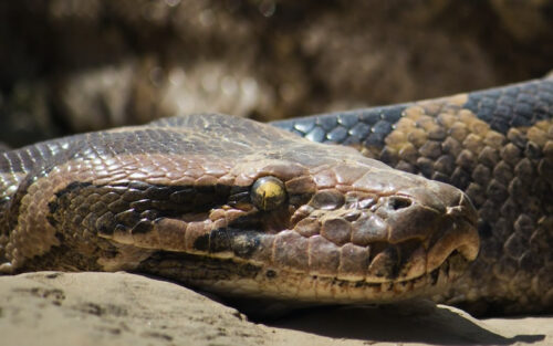 23 Animals That Represent Strength: Amazing Creatures That Symbolize ...