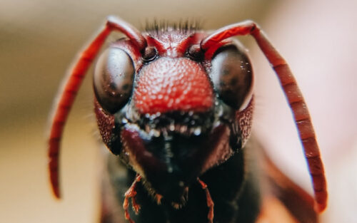 23 Animals That Represent Strength: Amazing Creatures That Symbolize ...