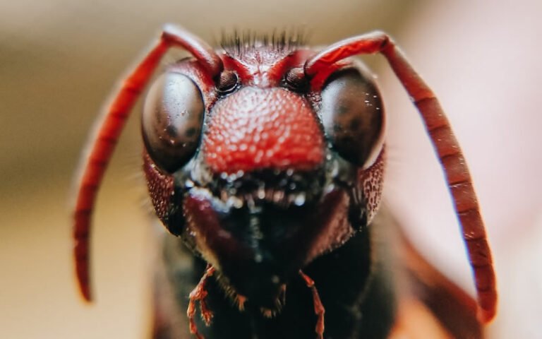 23 Animals That Represent Strength: Amazing Creatures That Symbolize ...