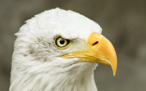 23 Animals That Represent Strength: Amazing Creatures That Symbolize ...