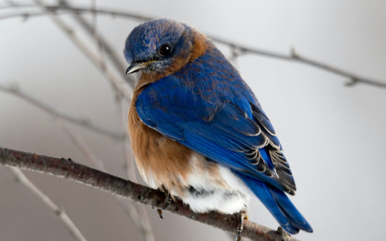 Animals That Represent Freedom: A List of 19 Majestic Creatures - About ...