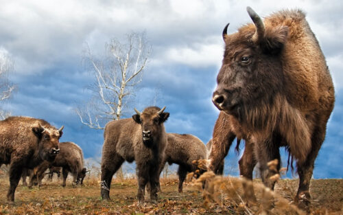 Animals Representing Healing: The Therapeutic Power of Furry Friends ...