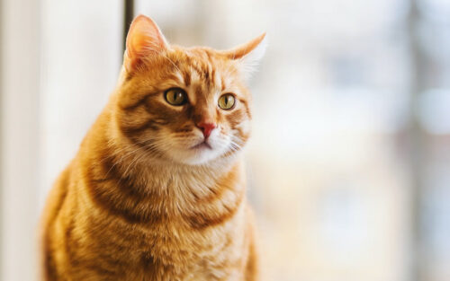 Animals Representing Healing: The Therapeutic Power of Furry Friends ...