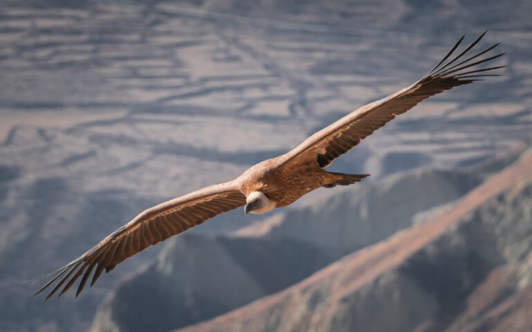 Animals That Represent Freedom: A List of 19 Majestic Creatures - About ...