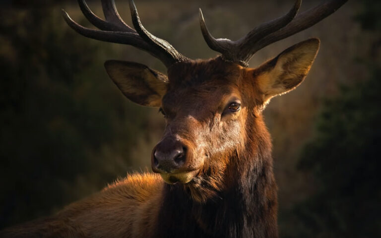 23 Animals That Represent Strength: Amazing Creatures That Symbolize ...