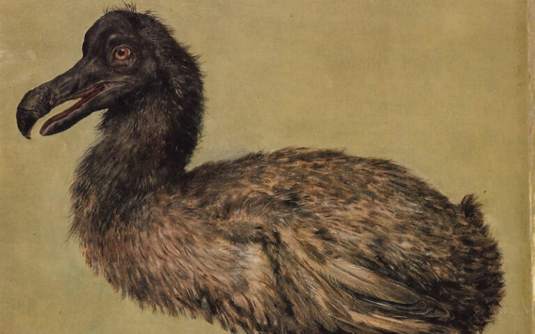 Animals That Represent Freedom: A List of 19 Majestic Creatures - About ...