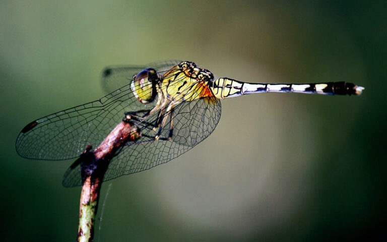 Animals That Represent Freedom: A List of 19 Majestic Creatures - About ...