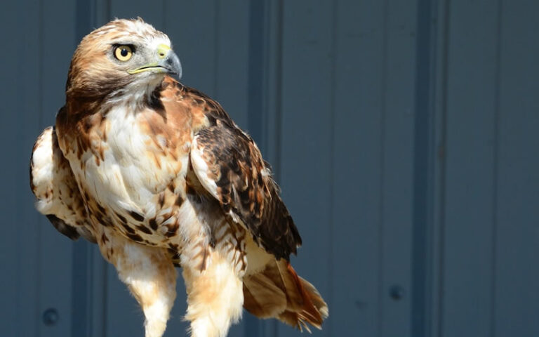 Animals That Represent Freedom: A List of 19 Majestic Creatures - About Spiritual