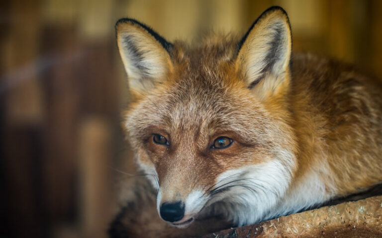 Animals That Represent Resilience: The Unbreakable Spirit of Wildlife ...