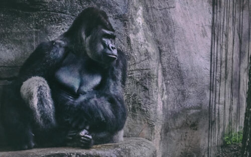 Animals That Represent Resilience: The Unbreakable Spirit of Wildlife ...