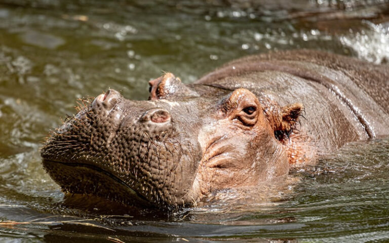 23 Animals That Represent Strength: Amazing Creatures That Symbolize ...