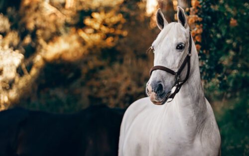 23 Animals That Represent Peace: Finding Solace in the Animal Kingdom ...