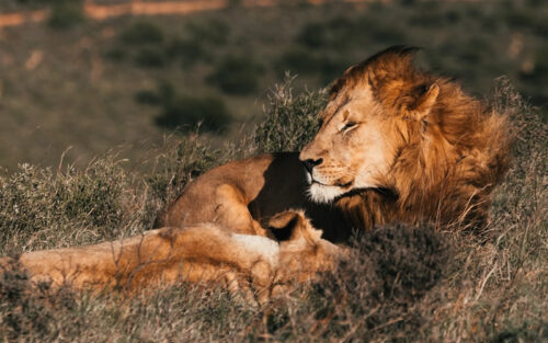 23 Animals That Represent Strength: Amazing Creatures That Symbolize ...