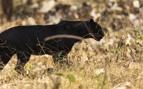 23 Animals That Represent Strength: Amazing Creatures That Symbolize ...