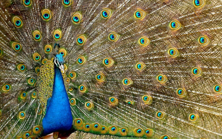 23 Animals That Represent Strength: Amazing Creatures That Symbolize ...