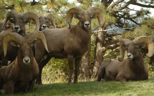 27 Animals That Represent Death In Different Cultures And Traditions ...