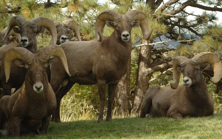 23 Animals That Represent Strength: Amazing Creatures That Symbolize ...