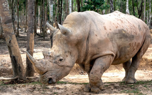 23 Animals That Represent Strength: Amazing Creatures That Symbolize ...