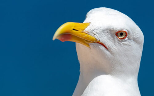 23 Animals That Represent Peace: Finding Solace in the Animal Kingdom ...