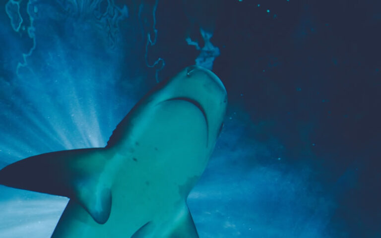 23 Animals That Represent Strength: Amazing Creatures That Symbolize ...