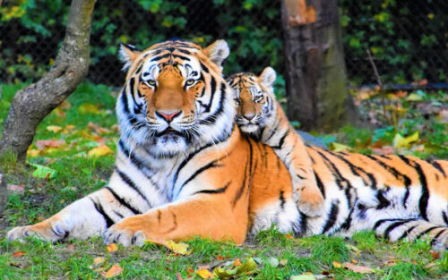 23 Animals That Represent Strength: Amazing Creatures That Symbolize ...